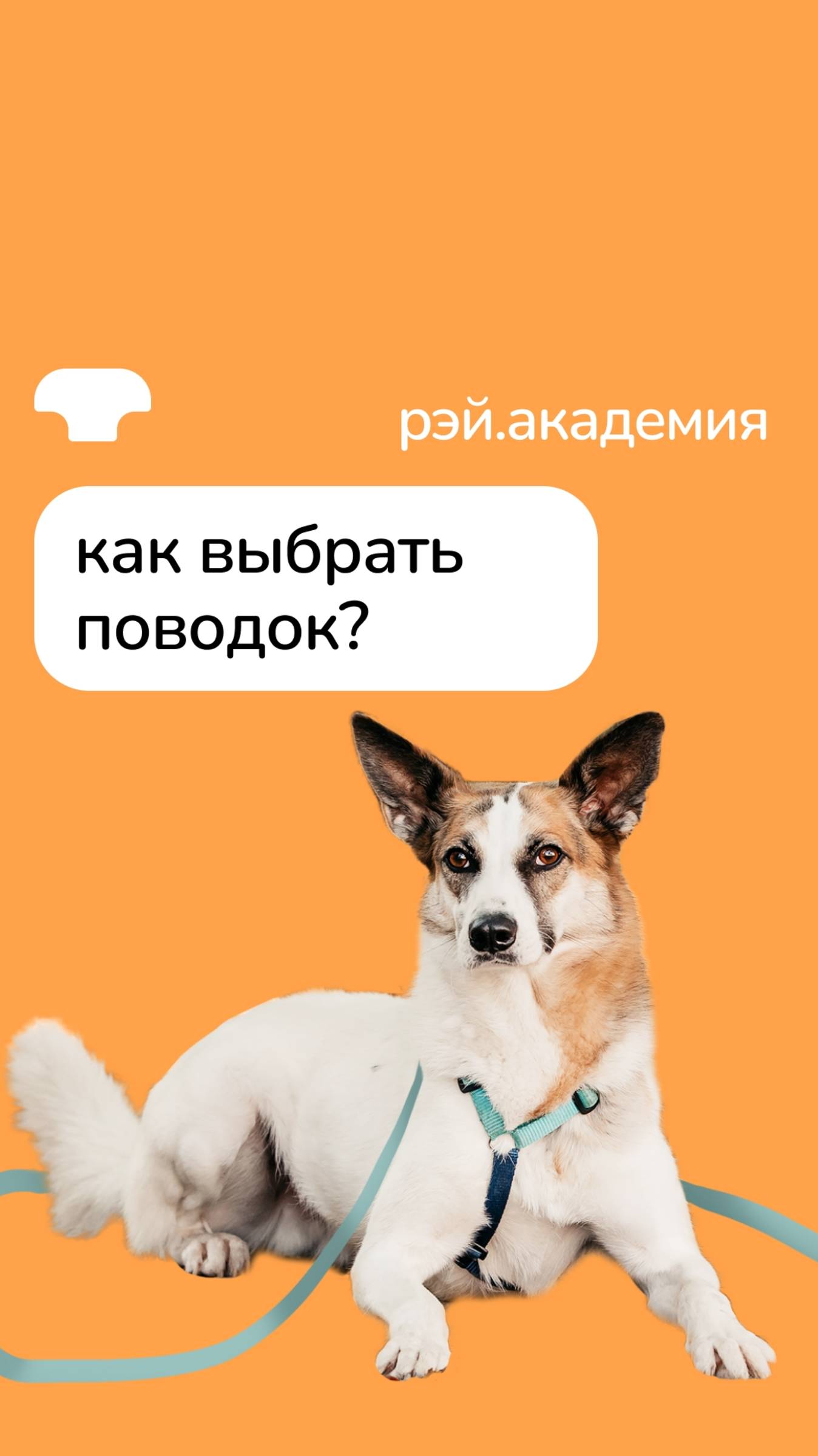 Как выбрать поводок?
