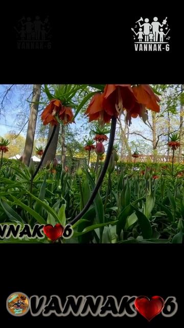 Калмыкия моя - цвети!