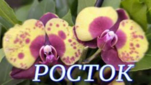 №1117/ СВЕЖИЕ орхидеи в с/ц РОСТОК. Много УЦЕНЁННЫХ орхидей по450р
