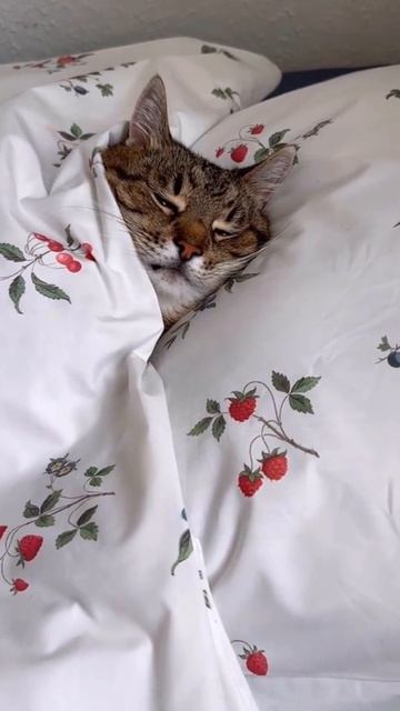 Доброе утро, страна! 😼