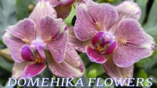 №1116/ СВЕЖИЕ красивые ОРХИДЕИ в с/ц DOMENIKA FLOWERS