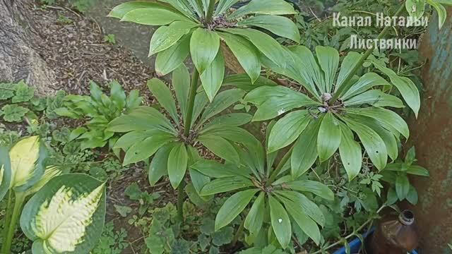 Дача 31.08 и 01.09 2025.  Кукурузное поле, кузнечики, луковицы мартагонов