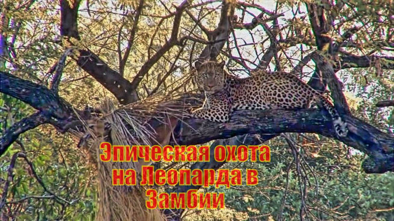 Эпическая охота на Леопарда в Замбии