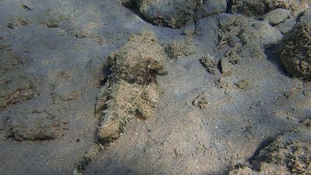 шагающий скорпенопсис PC070032