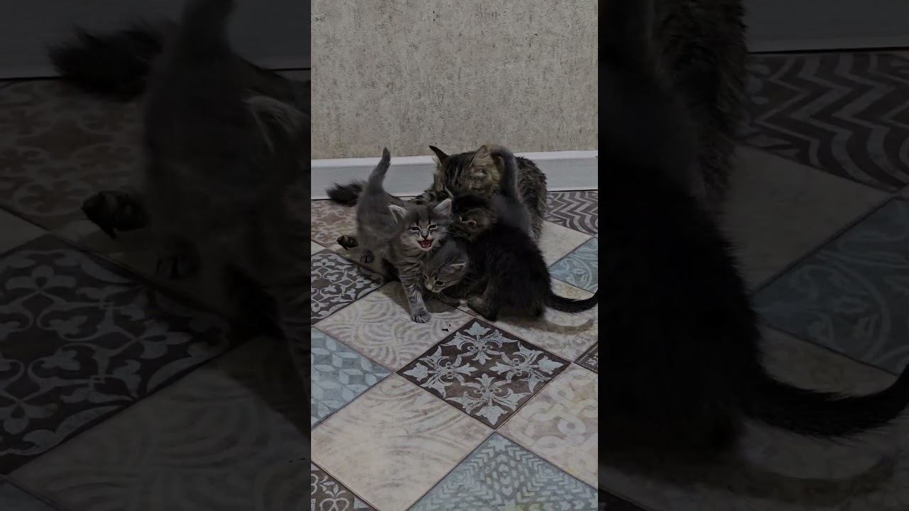 Котята