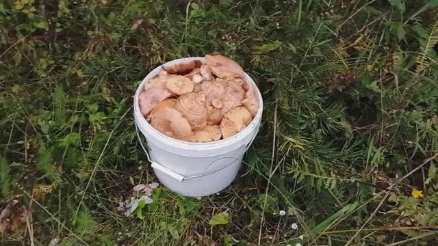 Тихая охота за грибами рыжиками в сентябре