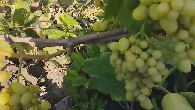 3 сентября виноград Аркадия в Брянске