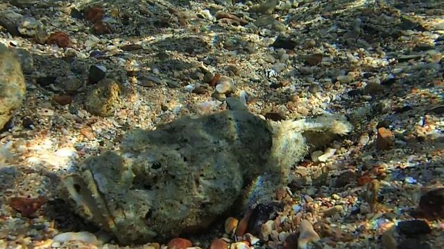 диаболик у берега PC070117