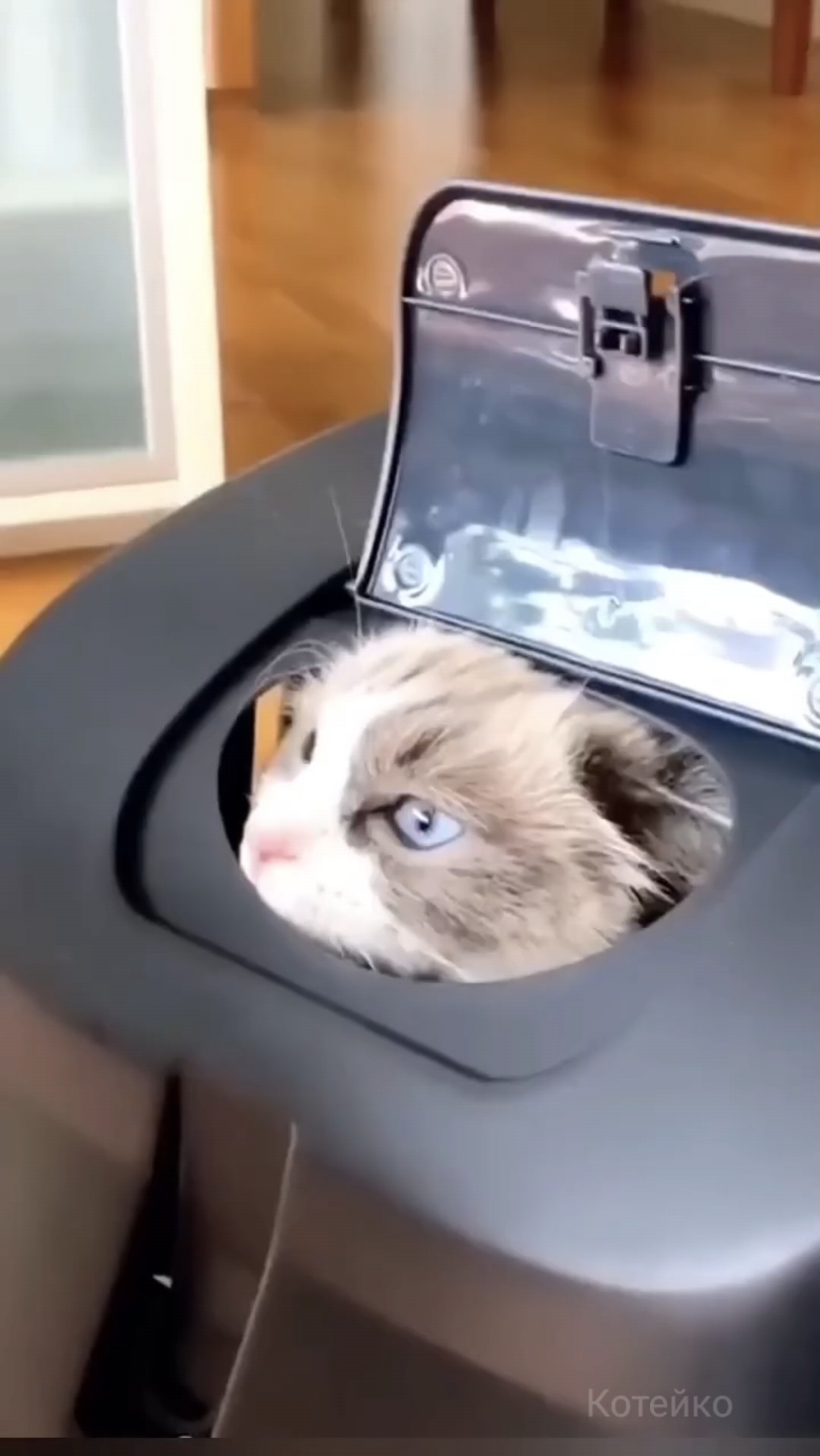 Кото прятки 😹