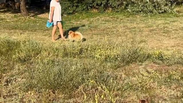Удобства и места для прогулок с питомцами в Голубицкой