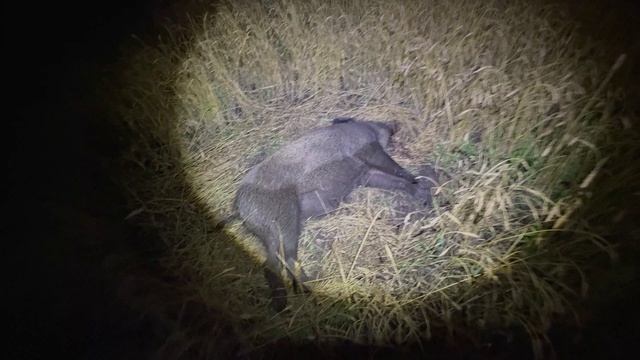 Открытие сезона на косулю и кабана в Волковском охотхозяйстве | Трофей на "ЗОЛОТО"
