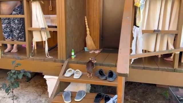 Активный отдых с собаками в Голубицкой