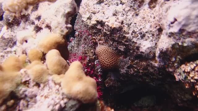 рыба-камень Бородавчатка stonefish Synanceia verrucosa PC050073