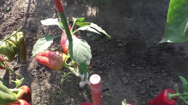 Урожай перцев по сортам