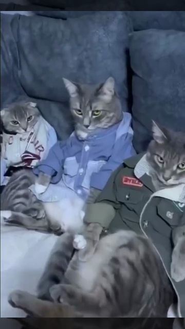 Кото ОПГ
