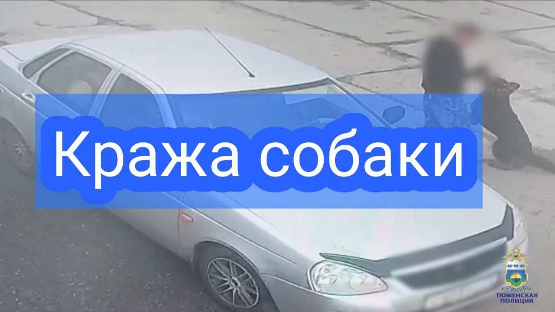 В селе Викулово полицейские задержали подозреваемого в краже собаки