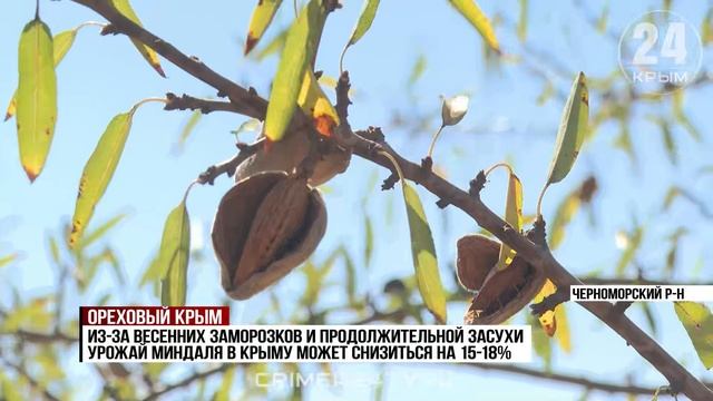 Сбор урожая миндаля стартовал в Черноморском районе