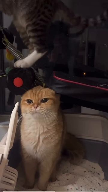 А мне всё по барабану 😼