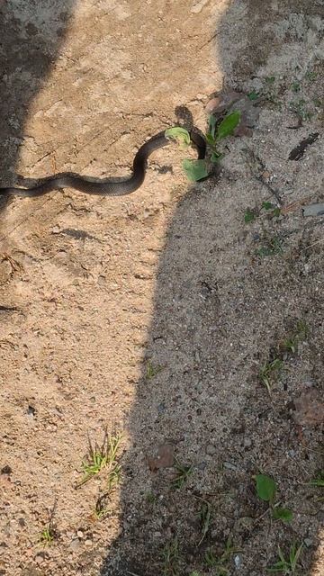 чёрная гадюка