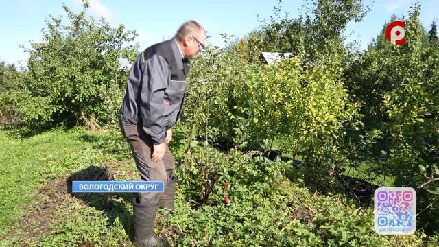 В Вологде снимают урожай яблок