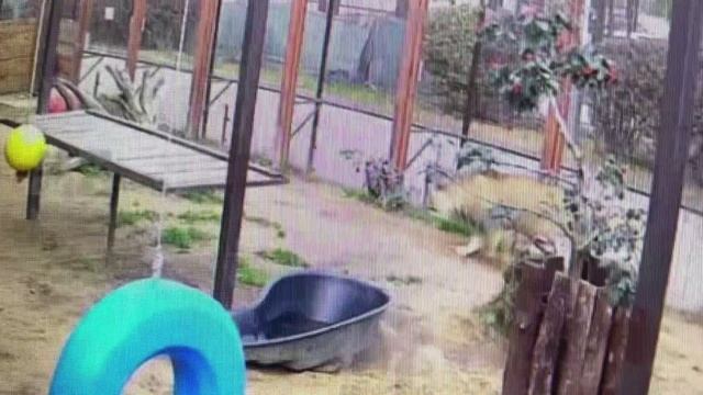 Шархан вышел на охоту 05.09.2025
