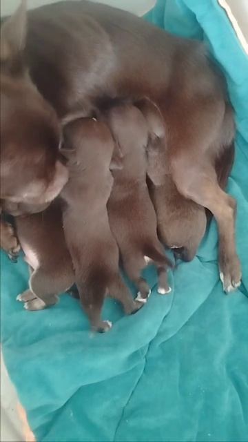 Шоколадные попки #чихуахуа.