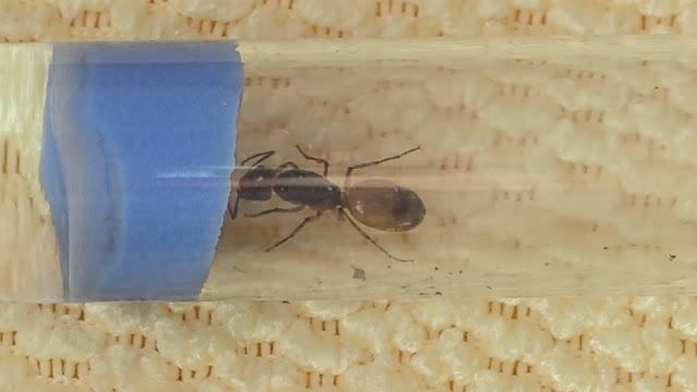 Как поднять колонию Camponotus fedtschenkoi с нуля: вызов принят!