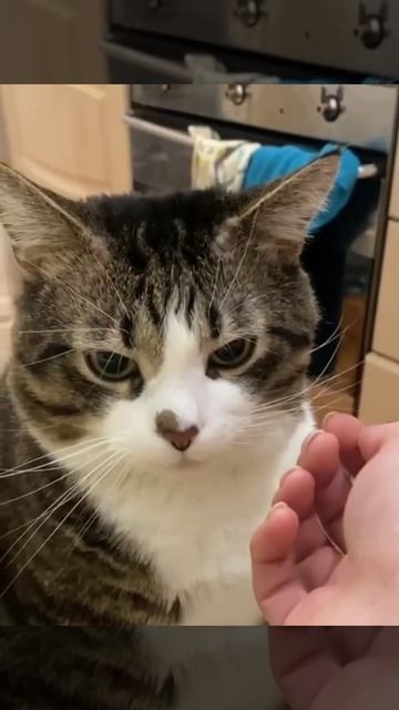 Нет, нельзя! 😿