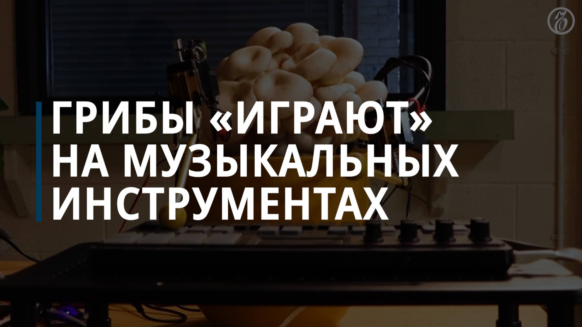 Грибы «играют» на музыкальных инструментах