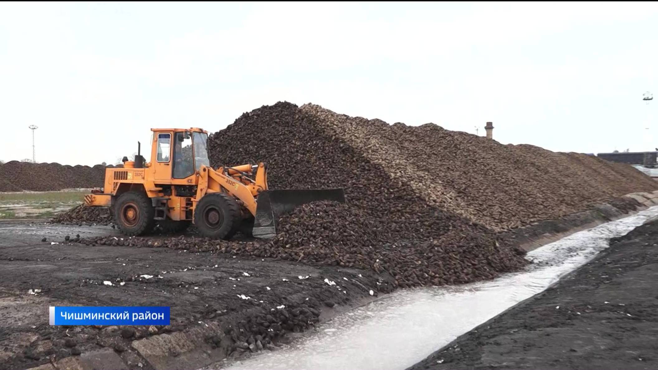 В 2025 году уборка сахарной свеклы в Башкортостане началась раньше обычного  – сюжет «Вестей»
