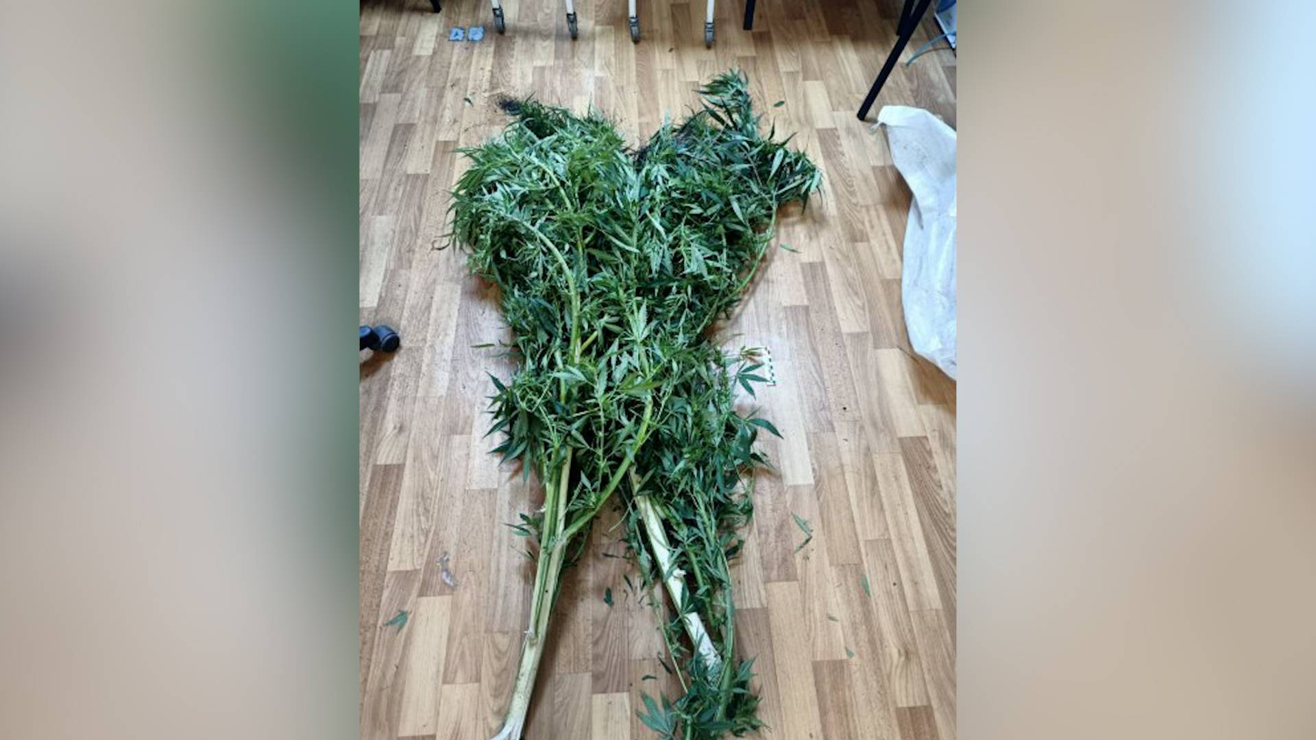 Наркозаготовка