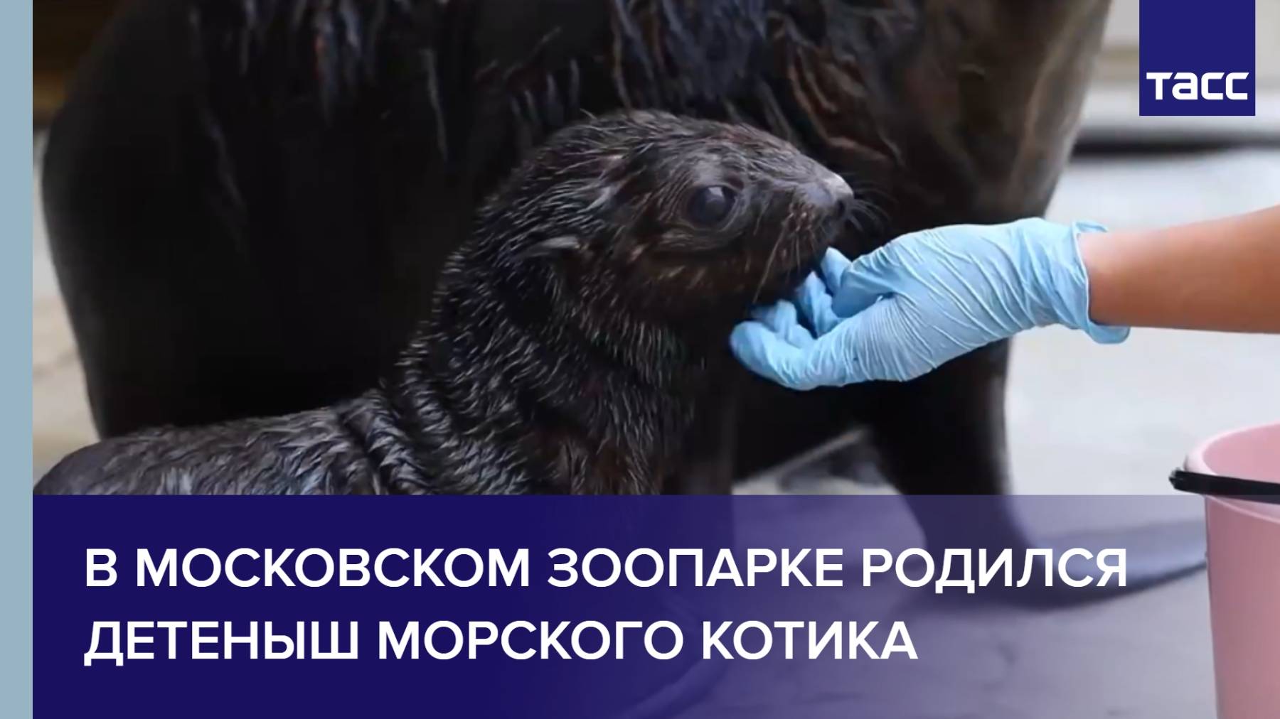 В Московском зоопарке родился детеныш морского котика