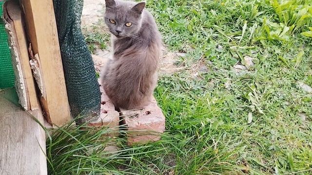 Копаем картошку. Жарим карася. 1 Сентября