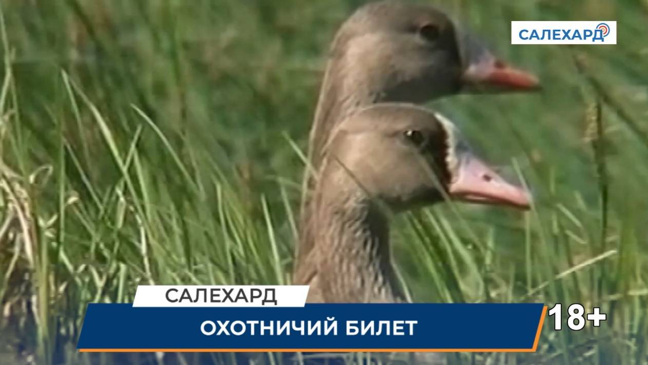 Новые правила для охотников
