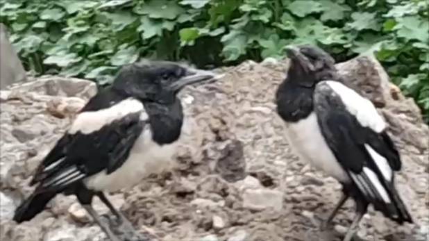 ЗАБАВНЫЕ СОРОЧАТА на ПРОГУЛКЕ