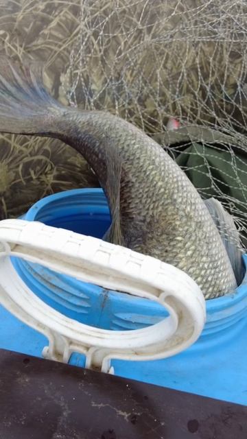 Вот это судак