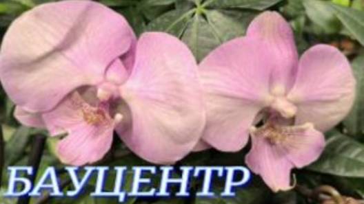 №1118/ КРАСИВЫЕ свежие ОРХИДЕИ в БАУЦЕНТРЕ