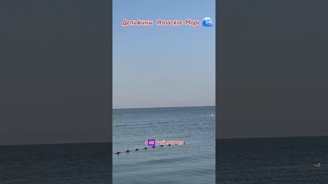 🐬 ДЕЛЬФИНЫ АЗОВСКОЕ МОРЕ 🌊 2025 СТ ДОЛЖАНСКАЯ "КАЗАЧИЙ БЕРЕГ" ПЕРЕЕЗД НА КУБАНЬ,ПЕРЕЕЗД НА ЮГ