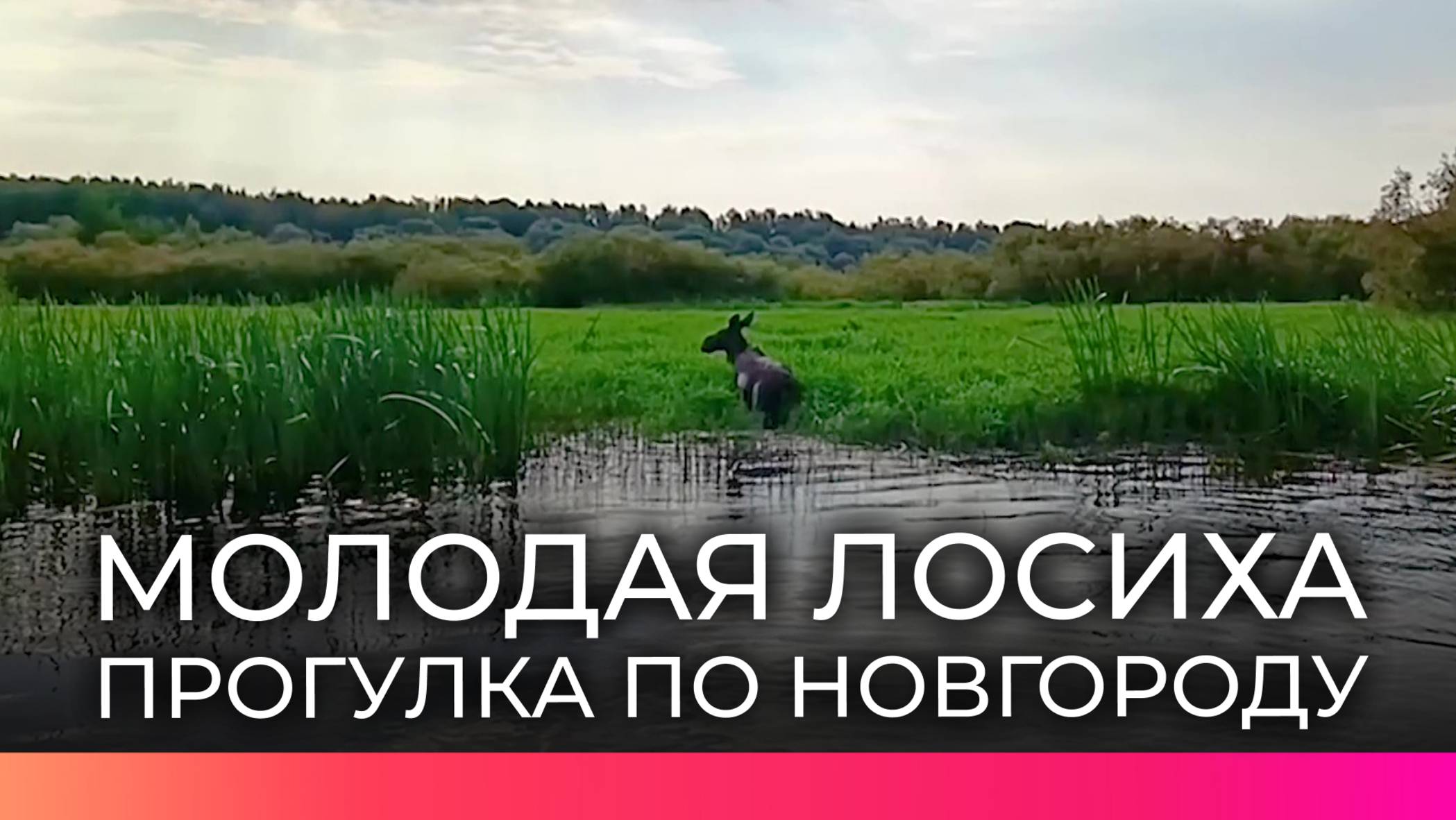 По улицам Великого Новгорода прогулялась молодая лосиха
