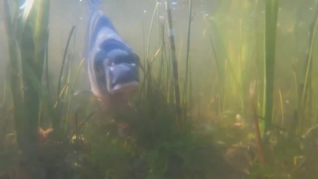 Какие водоёмы и места обитания предпочитает Обыкновенный лещ (Common bream) — Abramis brama ?