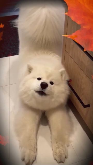 музыка пожелания здравствуйте  привет видео юмор