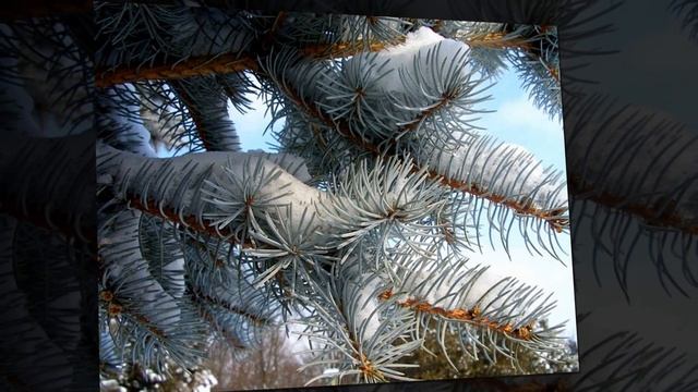 Заснеженный пульс - / Падал снег, Сергей Чекалин /
