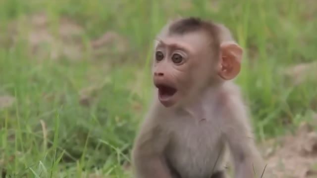 Обезьянка малышка одна в лесу Надрывно кричит зовёт маму