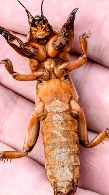 Mole cricket