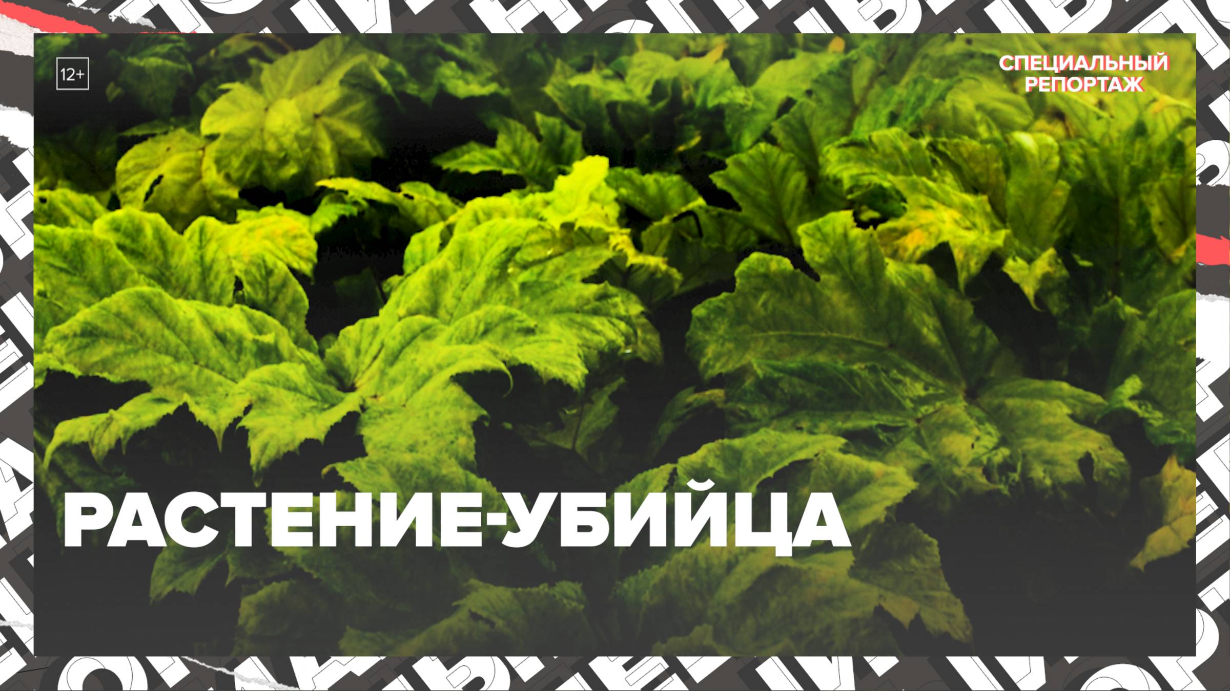 Чем опасен борщевик? | Специальный репортаж — Москва 24 | Контент