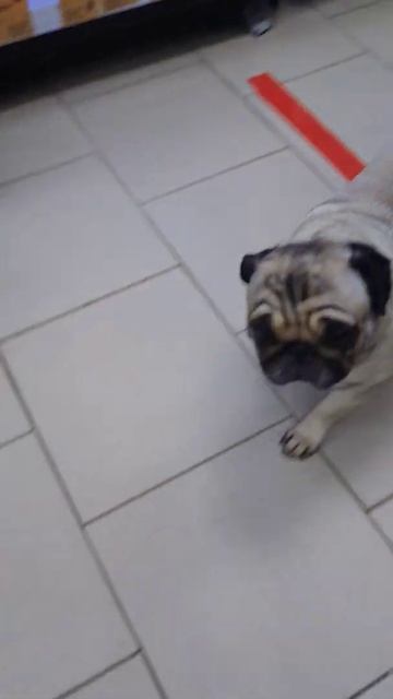 Консультант "Пятёрочки"