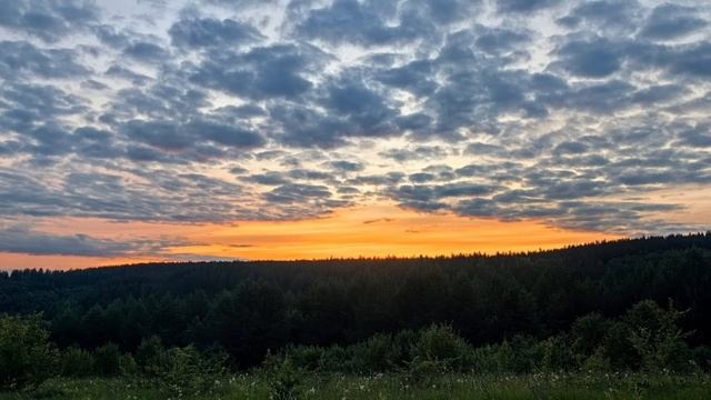 Красивый вид на лес