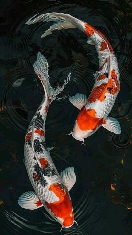Japanese carp