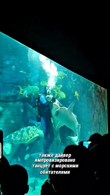 Океанариум Сочи обзор😉 Что посмотреть в Сочи? Куда сходить в Сочи?