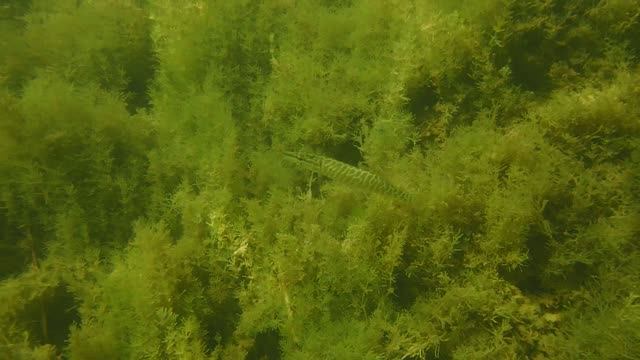 Щурёнок в карьере P7290061